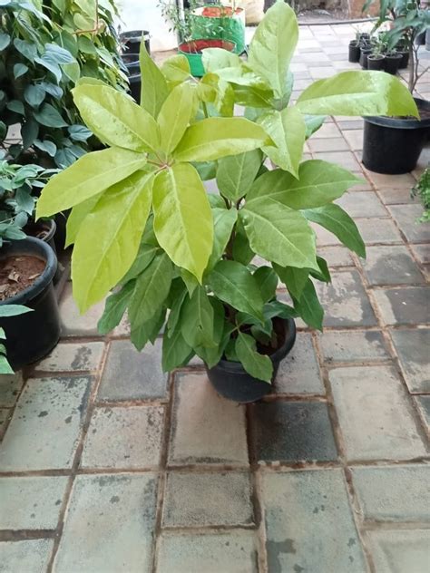 Schefflera Plant At ₹ 1300 Piece Decorative Plant In Bengaluru Id 2850346276048