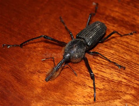 Alien Bearded Weevil From Outer Space Stock Image Image Of Name