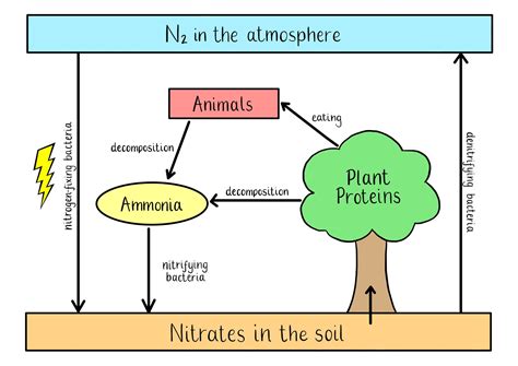 Simple Diagram Of The Carbon Cycle