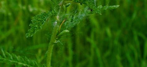 Dostupný Nenáročný A účinný Liek Myší Chvost Pomôže Pri Zápaloch Aj