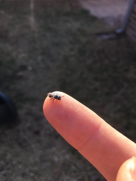 The Panda Ant Is Actually A Wingless Wasp With A Painful And Powerful