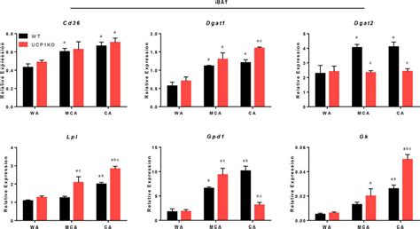 Expression Of Selected Genes In Ibat Of C57bl 6j Wild Type Wt And Download Scientific Diagram