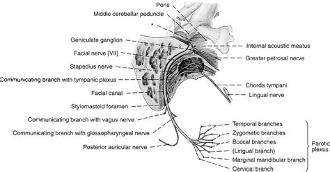 Parts Of Chorda Tympani Nerve At David Delarosa Blog