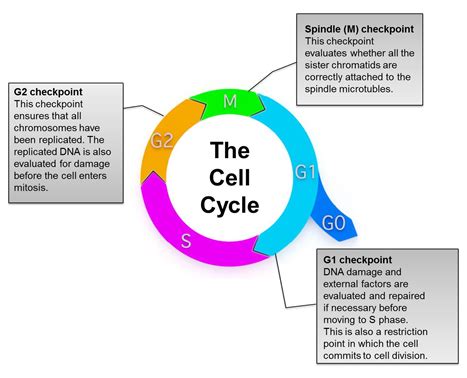 Understanding The Eukaryotic Cell Cycle Mini Review Bio Rad