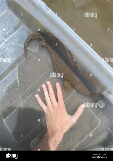 Eastern Hellbender Cryptobranchus Alleganiensis Alleganiensis Stock