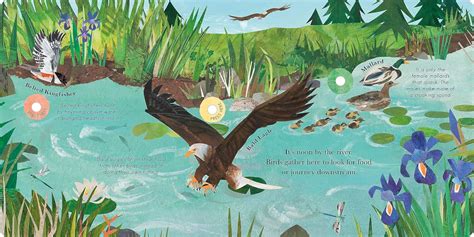 Songs Of The Birdsguidebird Calls Whistle Stop Hobby And Toy