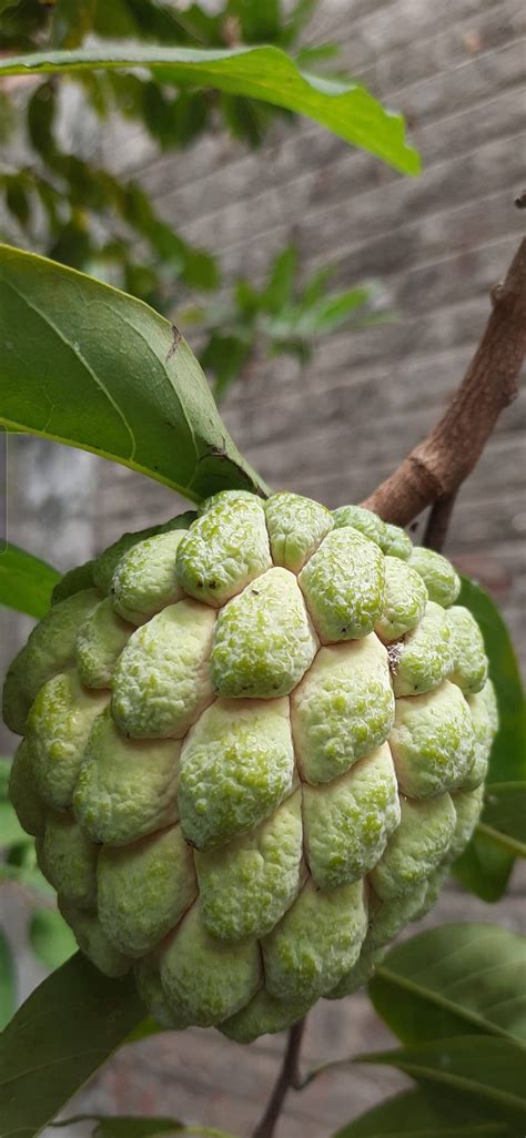 100 Sugar Apple Pictures