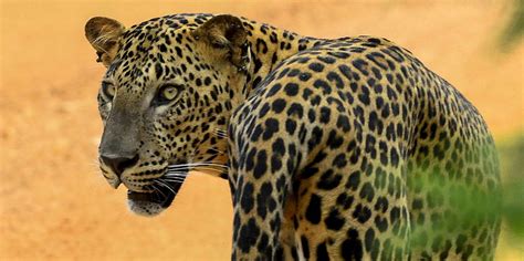 Spot On Total Makes Significant Gas Discovery At Luiperd Well Off