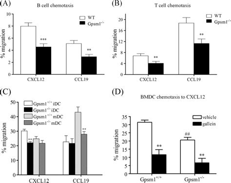 Defective Chemokine Signal Integration In Leukocytes Lacking Activator Of G Protein Signaling 3