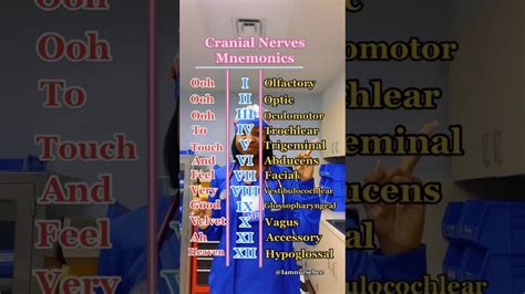 12 Cranial Nerves Mnemonic Easy To Remember Youtube Mnemonic To