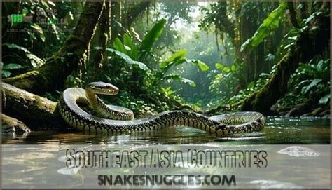 Reticulated Python Habitat Information Complete Range And Environment Guide