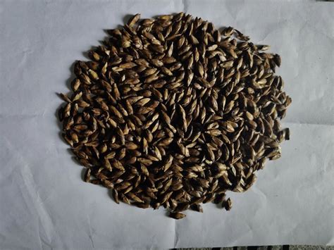 Dendrocalamus Giganteus Bamboo Seeds At ₹ 2500kg Bamboo Seed In
