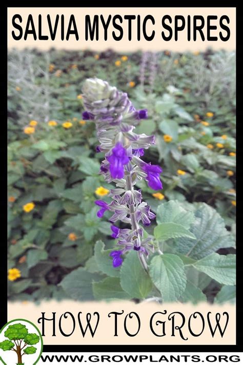 Salvia Mystic Spires How To Grow And Care