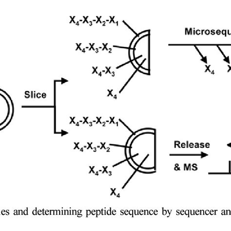 Pdf Combinatorial Solid Phase Peptide Synthesis And Bioassays