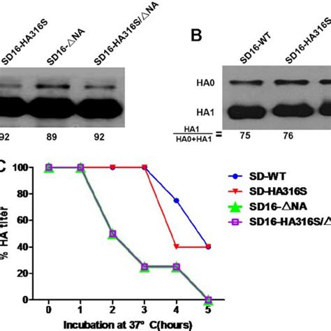 Ha Cleavage And Na Enzyme Kinetics Of H9n2 Recombinant Viruses A