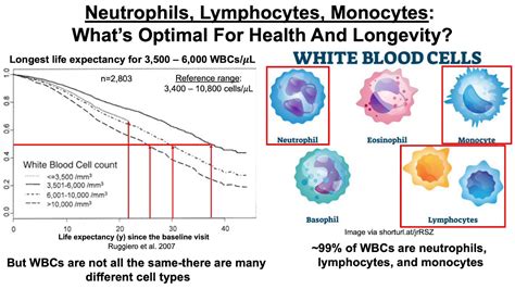 Neutrophils Lymphocytes Monocytes Whats Optimal For Health And