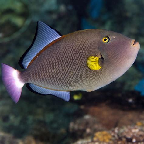 Pinktail Triggerfish Melichthys Vidua