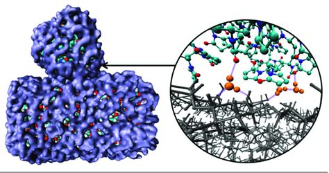 Snapshots Of Solvation Shells Blue Of Pvp And Cellulose Hydrogen