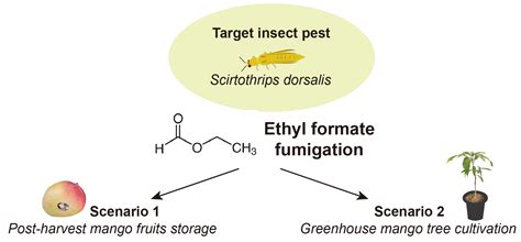 Ethyl Formate El Ms