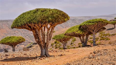 Dragon Trees Yemen Dragon Tree On The Socotra Island Yemen Stock