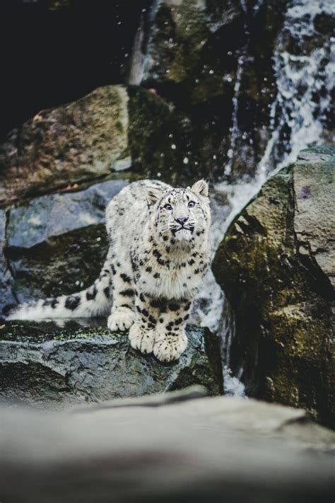 300 Best Names For Snow Leopard Name Generator And Ideas Fluentslang
