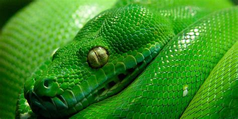 Tudo Sobre Pítons As Serpentes Do Gênero Python Greenme