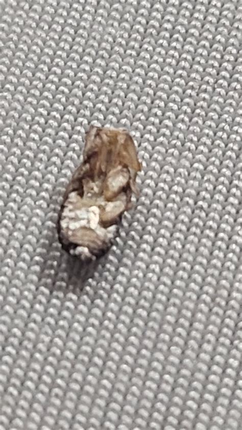 Bed Bug Casing R Bedbugs