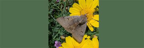 Minucia Lunaris Erebidae Butterflies Of Crete