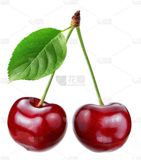 樱桃叶修饰和孤立的白色背景