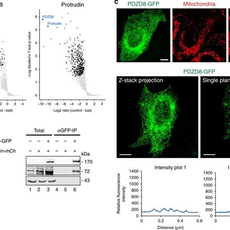 Schematic Illustrating The Proton Sponge Effect Leading To The