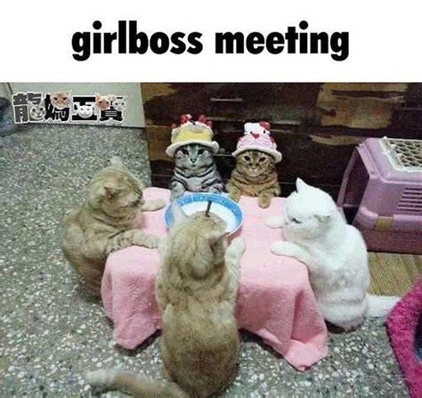Elevate Your Weekend With Some Spicy Cat Memes Thrown Into Your