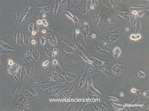 Purchase 769 P Cell Line Cl 0009 For Research And Science From Elabscience