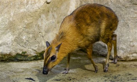 Malayan Chevrotain Fictionrulezforever Wiki Fandom