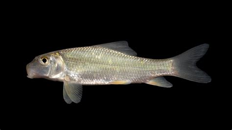 Catostomus Commersonii