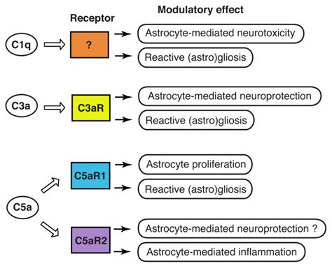 The Complement System As An Astrocyte Effector Astrocytes May Exert