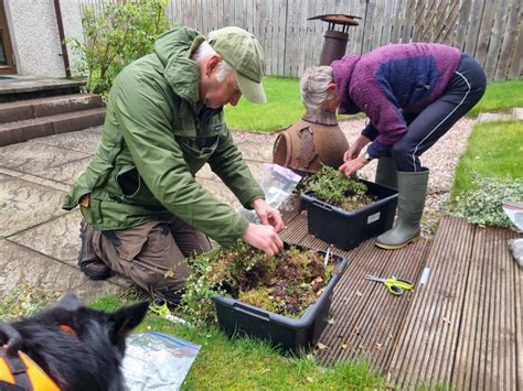 Managing Twinflower Plantlife
