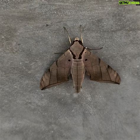 Aanan Boonnak Gethu Cinema