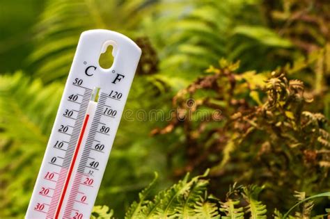 Thermometer On The Background Of Dry Leaves Summer Heat Or Global