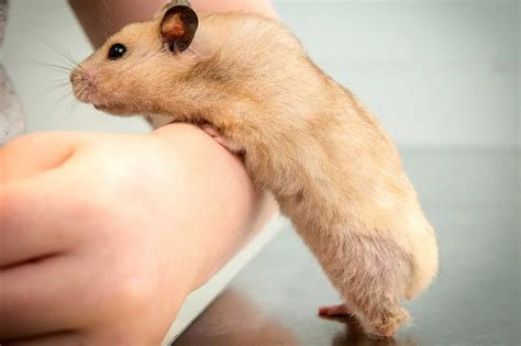 Hamster Mirror Online