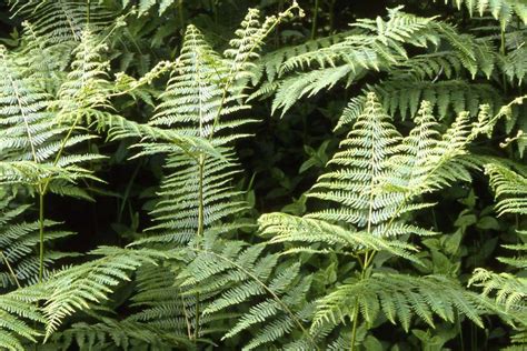 Bracken Plantlife