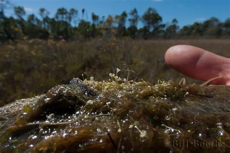 Piedmont Bladderwort Carnivorous Plants Nature In Focus
