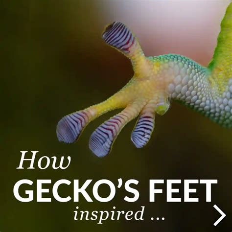 The Best 50 Biomimicry Examples And Inventions Of All Time Biomimicry