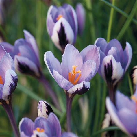 Do Crocus Bulbs Multiply Everything You Need To Know Ideal Home