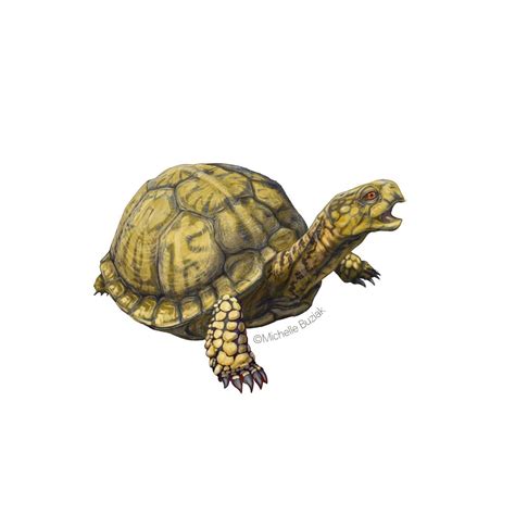 Mascot Icon Illustration Of An Eastern Box Turtle Or Land Turtle 3922177
