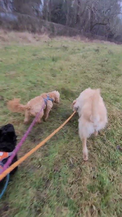 Cockapoo The Deer Hunter Youtube