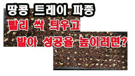 땅콩 트레이 파종 빨리 싹 틔우고 방아 성공율 높이려면 땅콩 재배 땅콩 심기 땅콩 모종 만들기 땅콩 발아율 땅콩