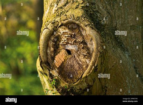 Tree Trunk Cut Off Branch Stock Photo Alamy