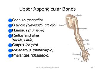 Skeletal System And Medical Terminology Pptx