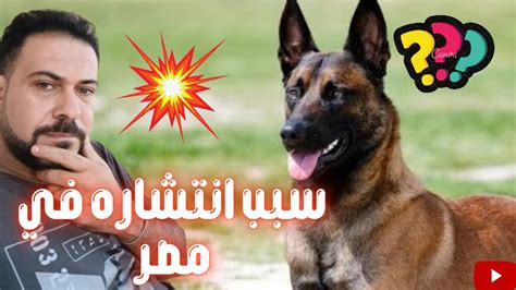 الكلب المالينو اشرس كلاب العالم وسبب انتشاره Youtube