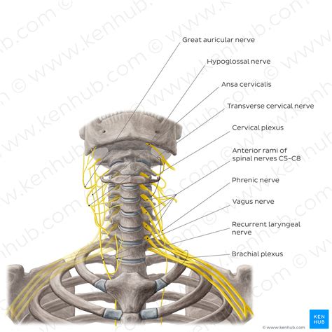 Nerves Of The Neck English Kenhub Image License Store